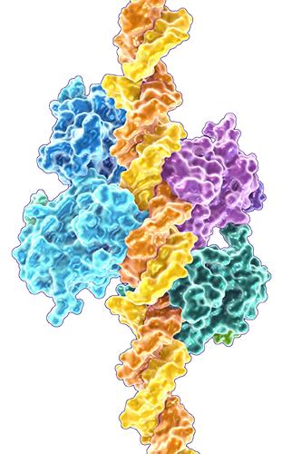 Science | Harnessing the Power of p53 to Treat Cancer | PMV Pharma